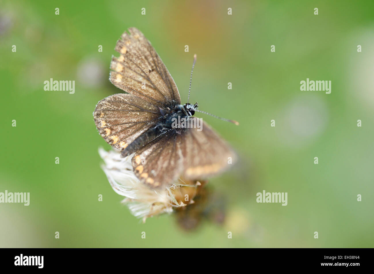 Close-up of Ringlet (Aphantopus hyperantus) Butterfly in Late Summer ...