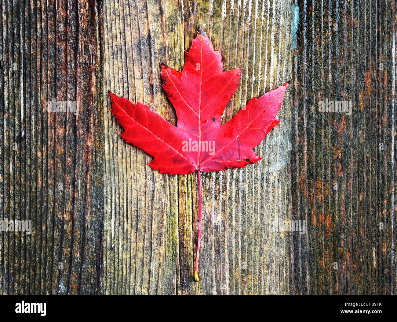 Canadian Maple Tree Wood