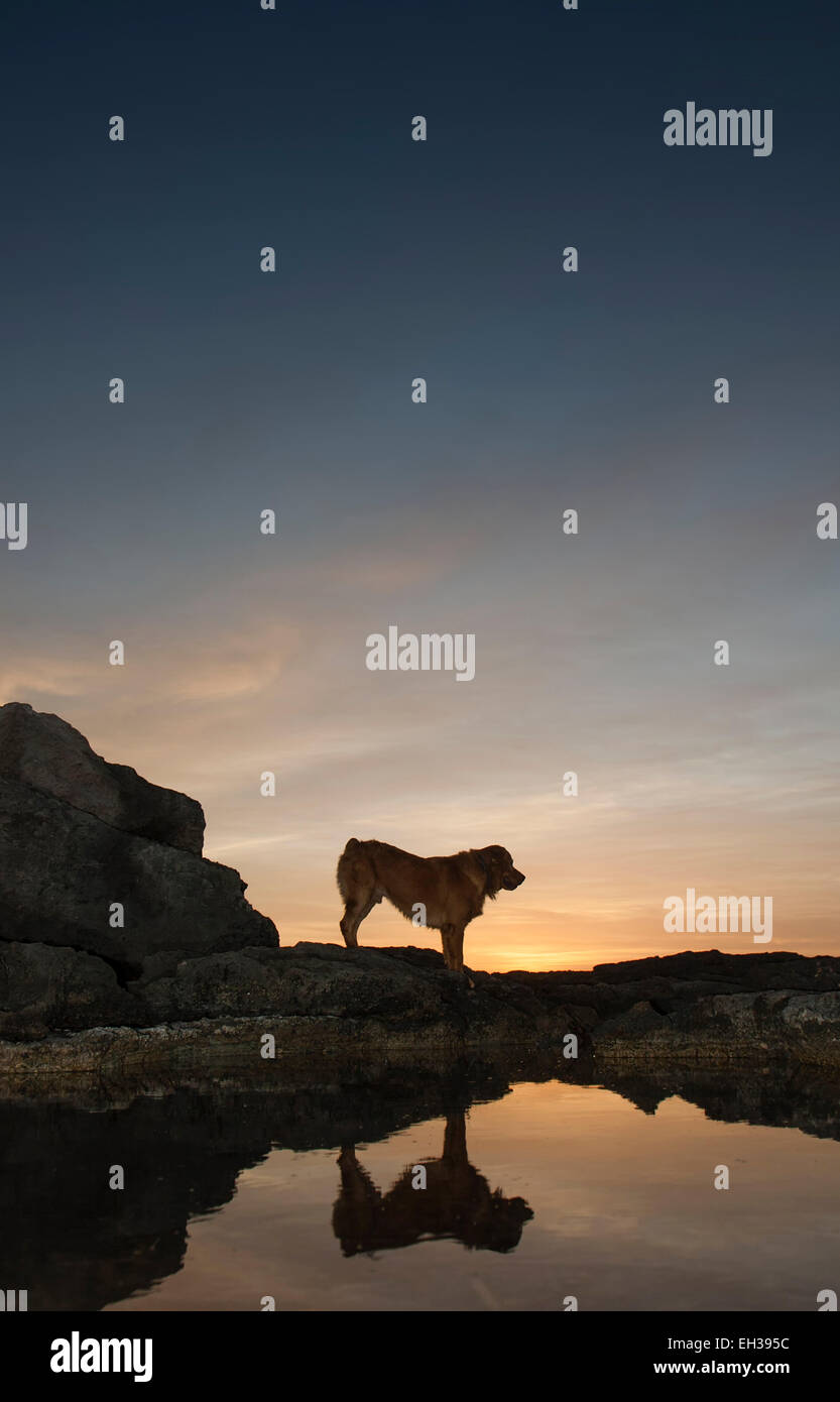 photograph of a dog and sunset Stock Photo - Alamy