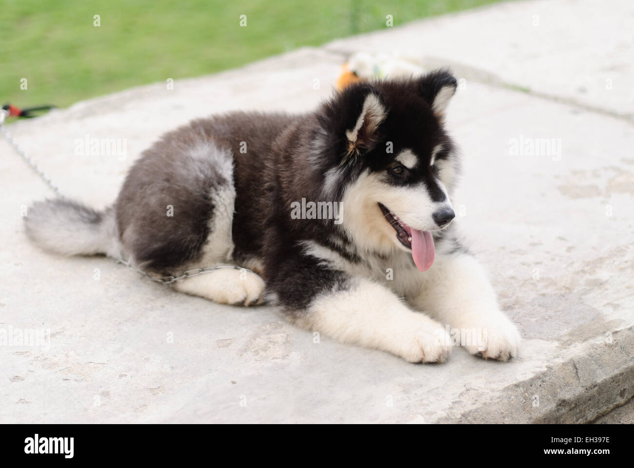 cute alaskan malamute puppy in a park Stock Photo - Alamy