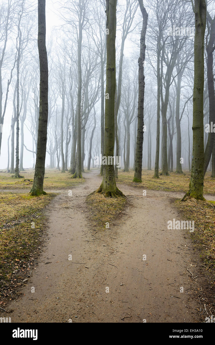 Forked path in coastal beech forest, Nienhagen, Westren Pomerania ...