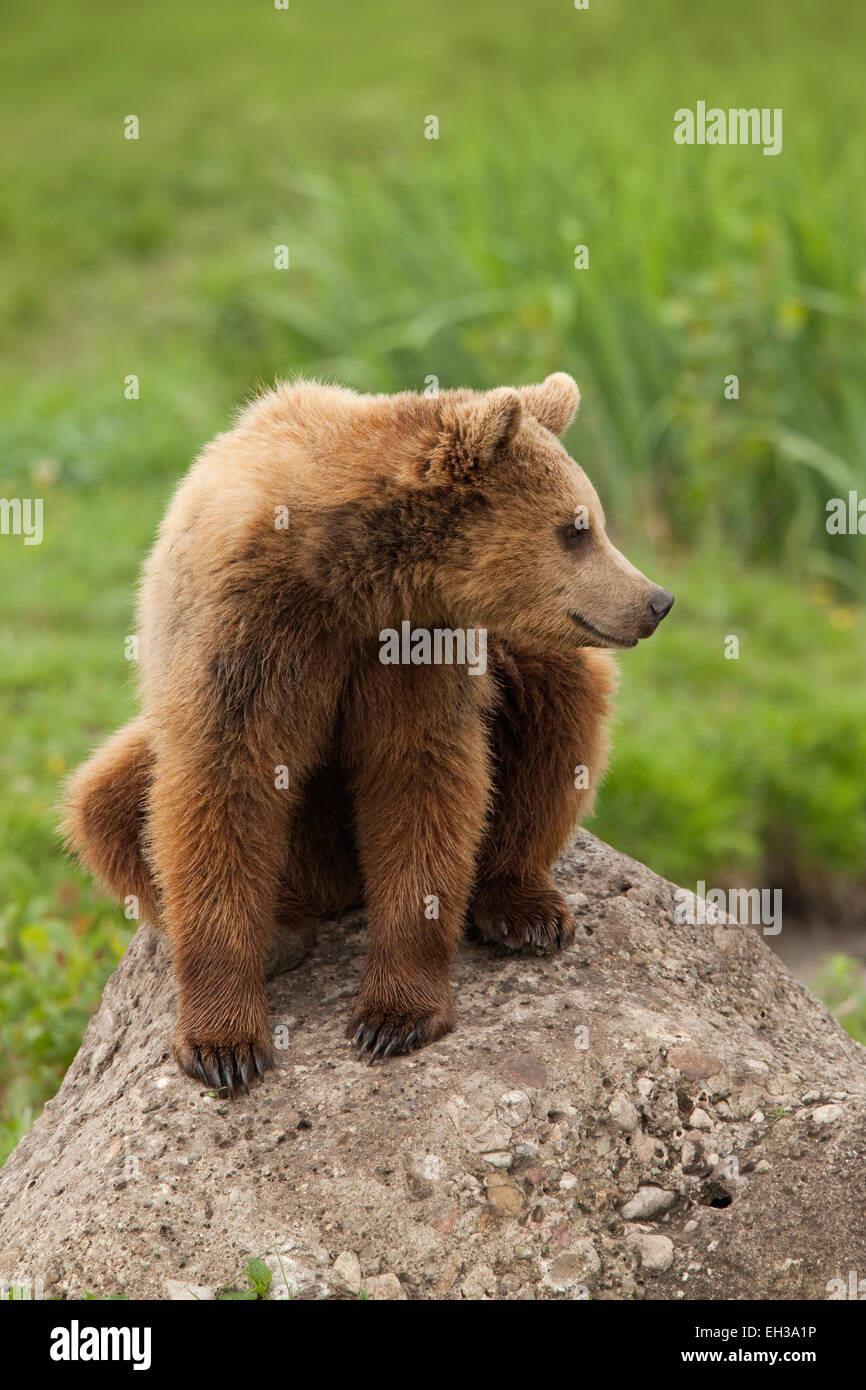 Brown bear sitting on rock hi-res stock photography and images - Alamy