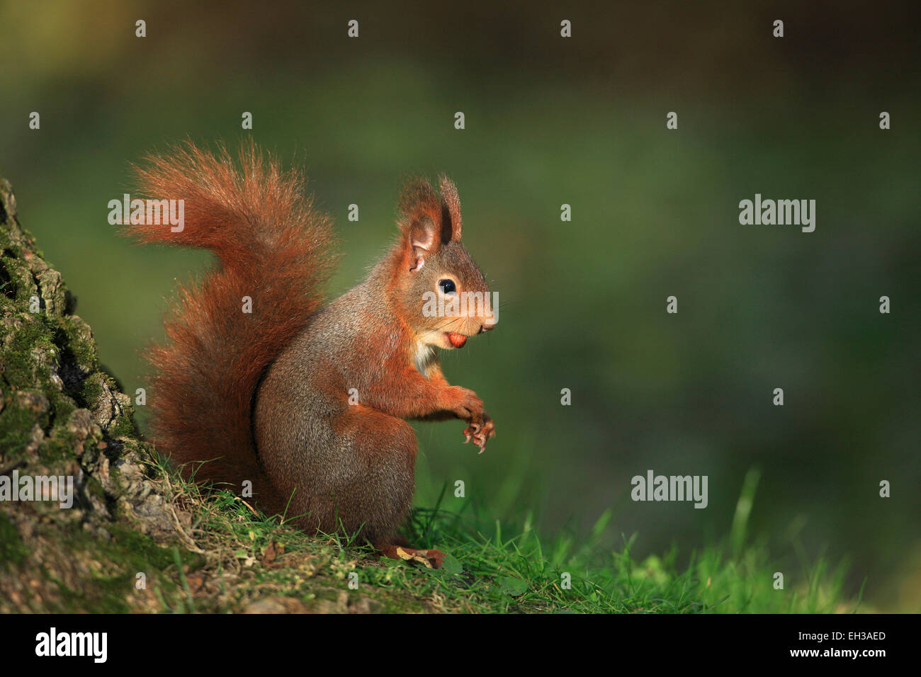European Red Squirrel (Sciurus vulgaris) with Hazelnut, Germany Stock ...
