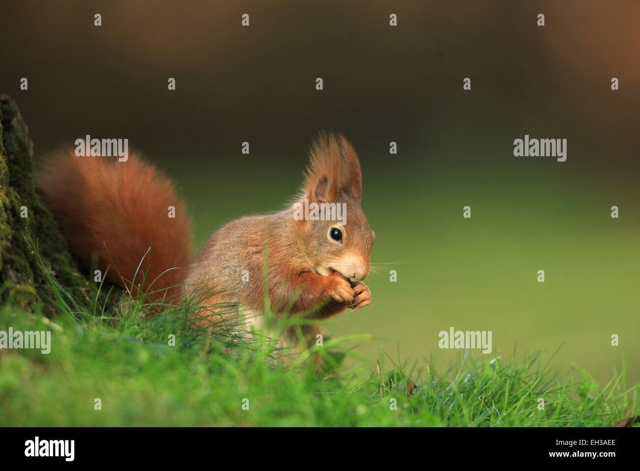European Red Squirrel (Sciurus vulgaris) with Hazelnut, Germany Stock ...