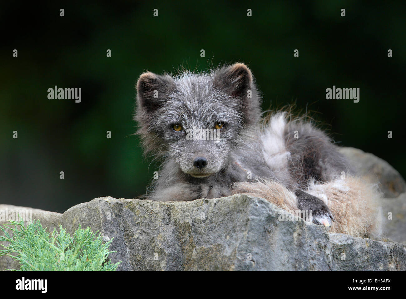 Close-up Portrait of an adult, Arctic Fox (Alopex lagopus), Germany ...