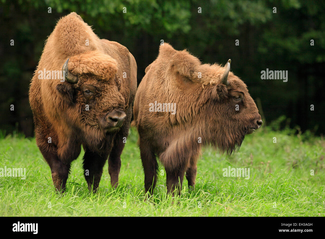 Portrait of Male and Female European Bison (Bison bonasus), Germany ...
