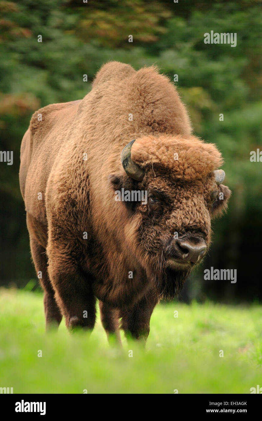 Portrait of a European Bison (Bison bonasus), Germany Stock Photo - Alamy
