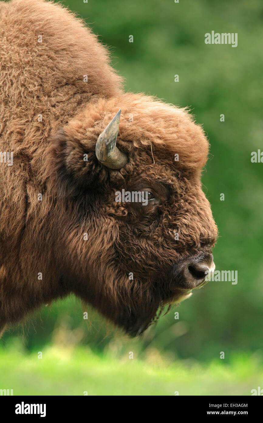 Bison close up head hi-res stock photography and images - Alamy