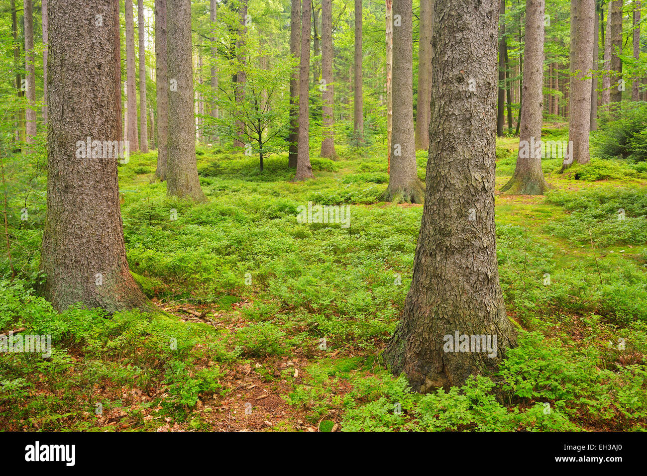 Scenic view of Forest, Hesse, Germany Stock Photo - Alamy
