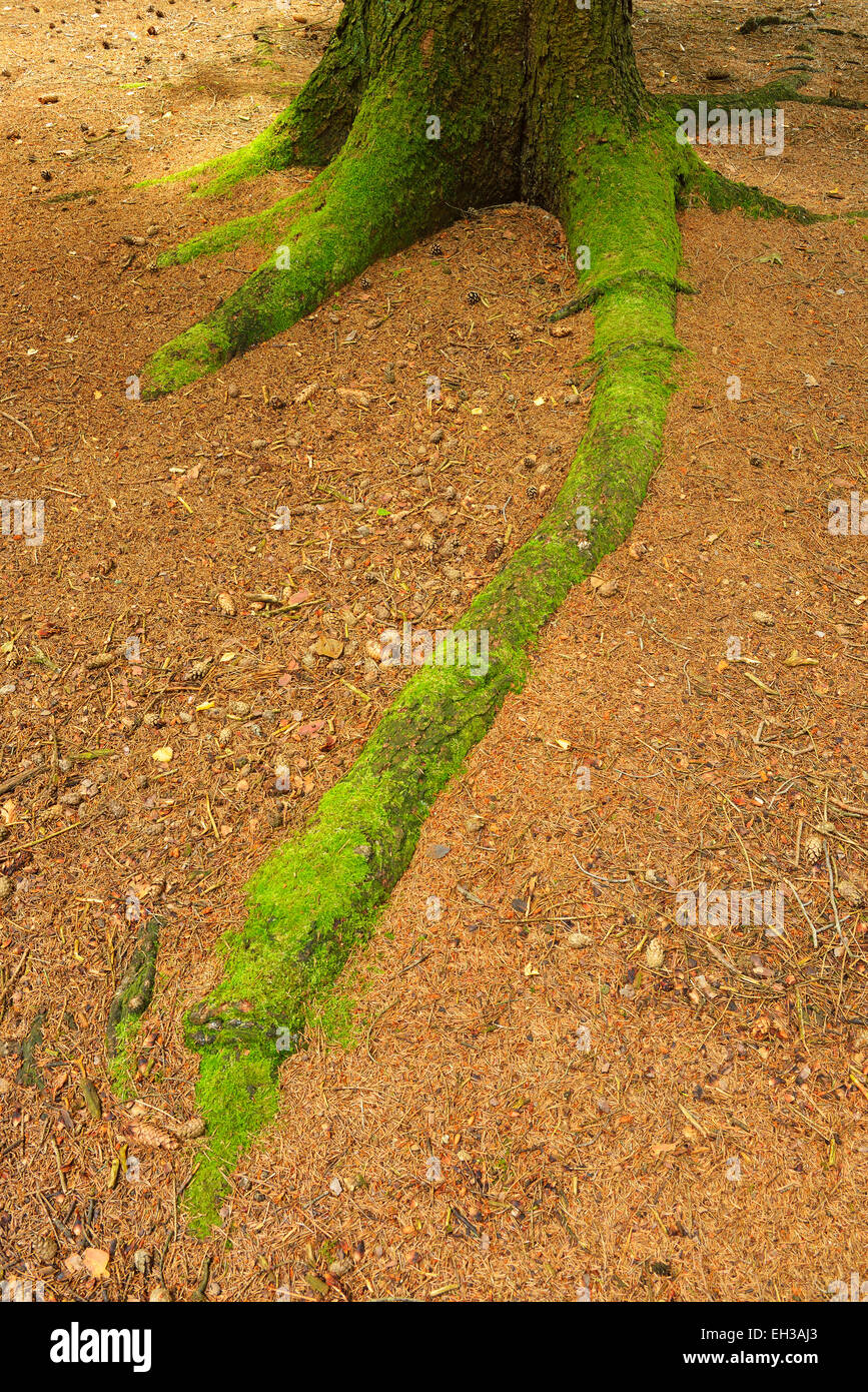 Moss covered root hi-res stock photography and images - Alamy