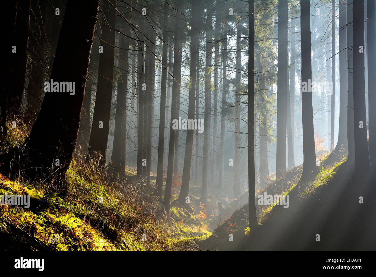 Morning haze in coniferus forest, Harz, Lower Saxony, Germany Stock ...