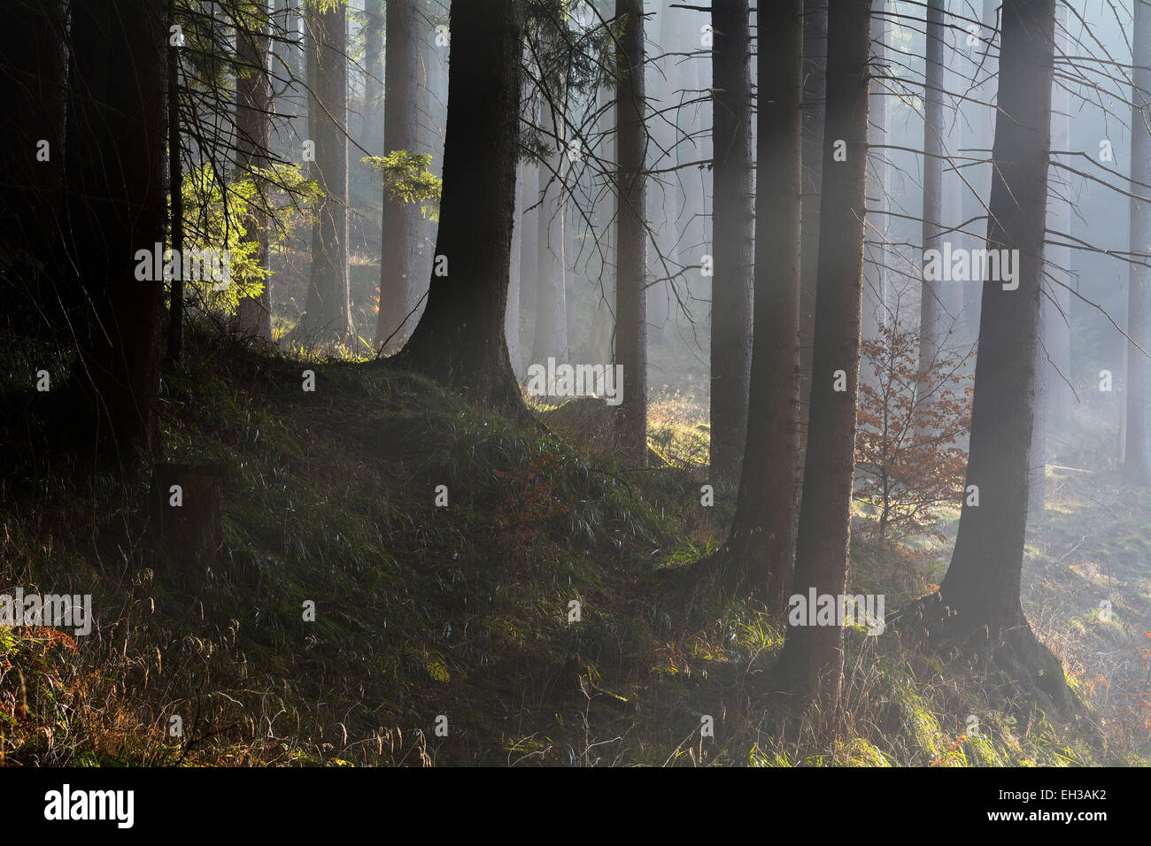 Coniferus forest hi-res stock photography and images - Alamy