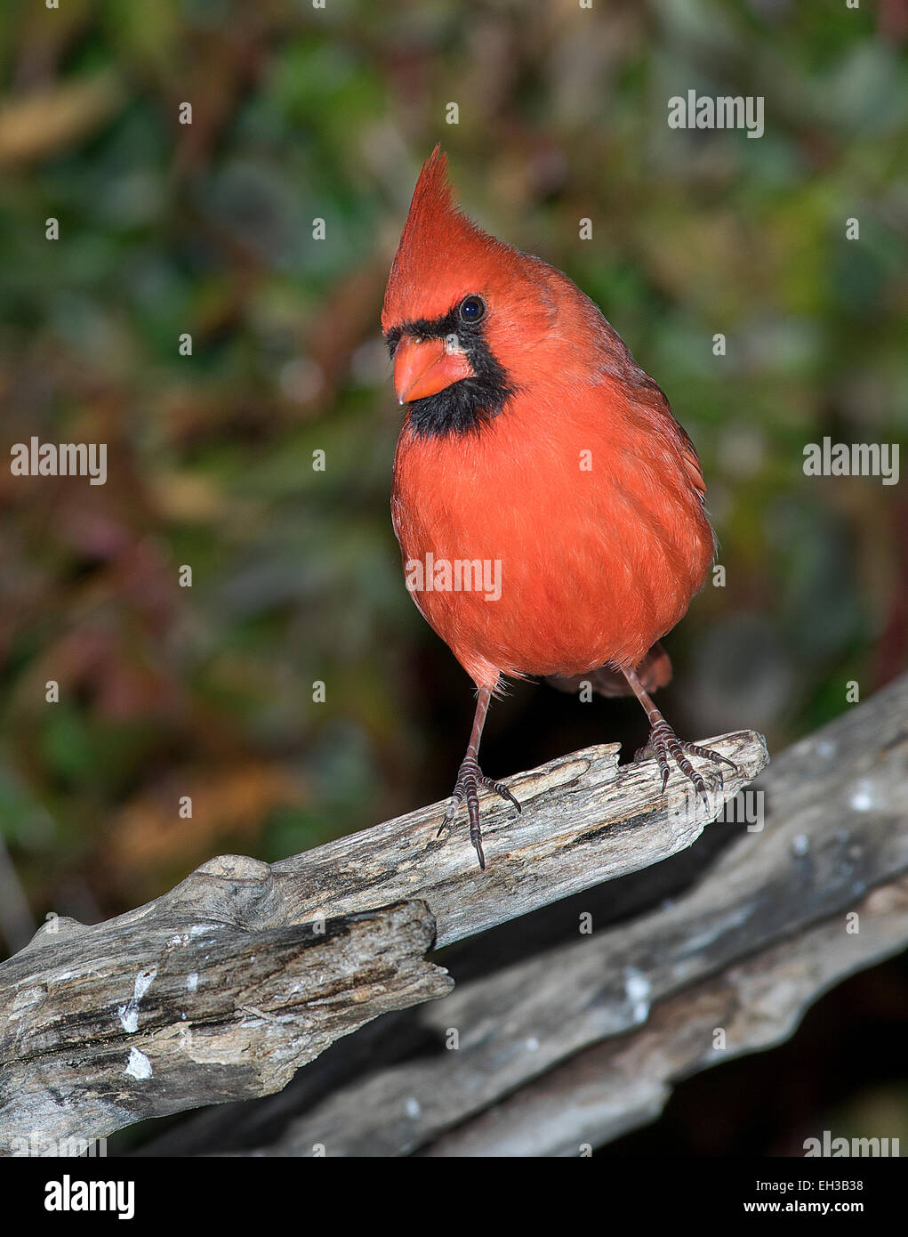 Northern Cardinal, Cardinalis cardinalis, redbird, Passeriformes ...