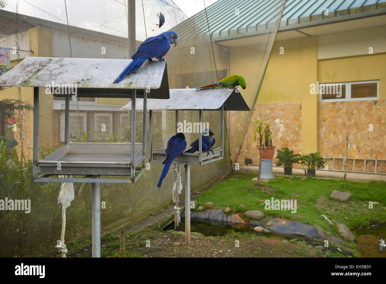 Hyacinth Macaw birds hanging out at the Parque Forestal La Marquesa ...