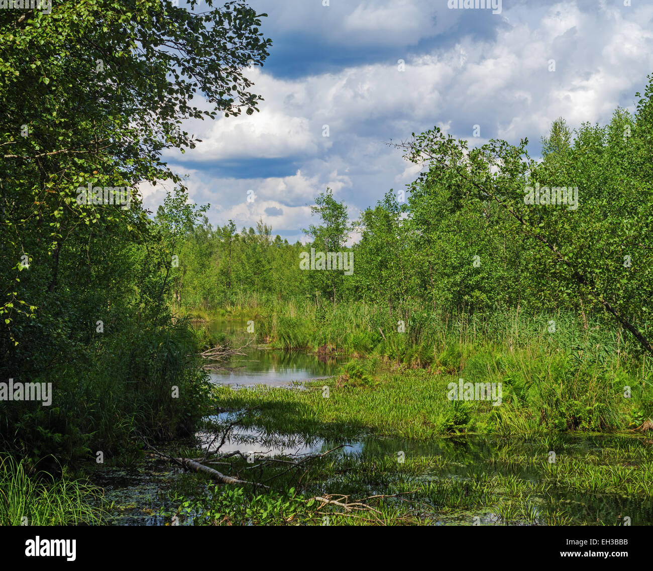 Forest boggy river Stock Photo - Alamy