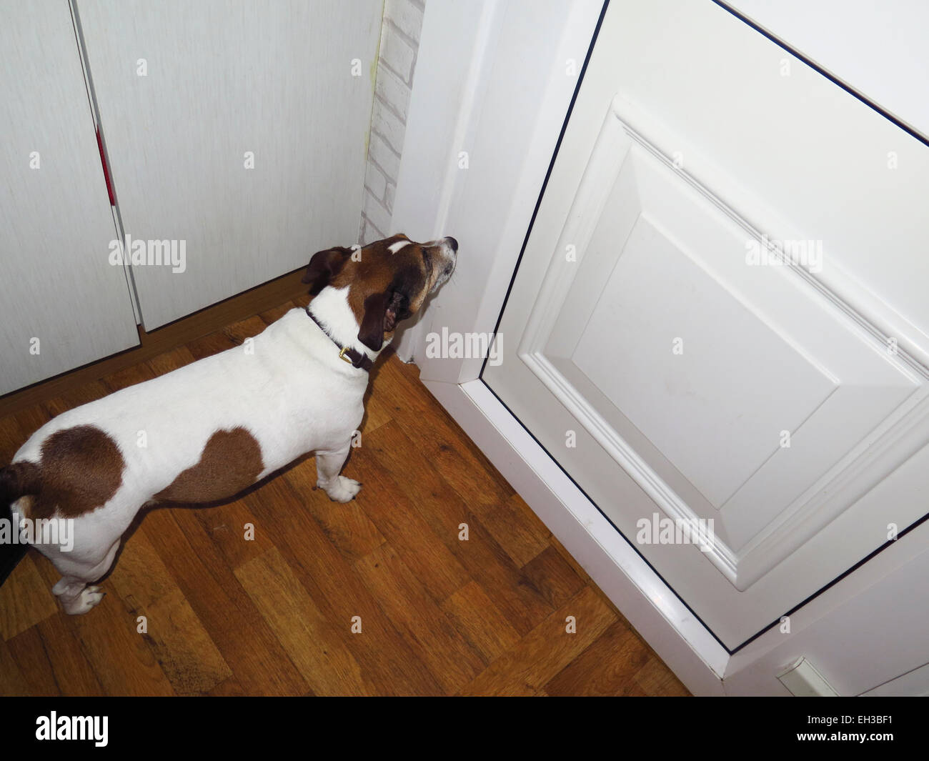 Dog Closing A Door