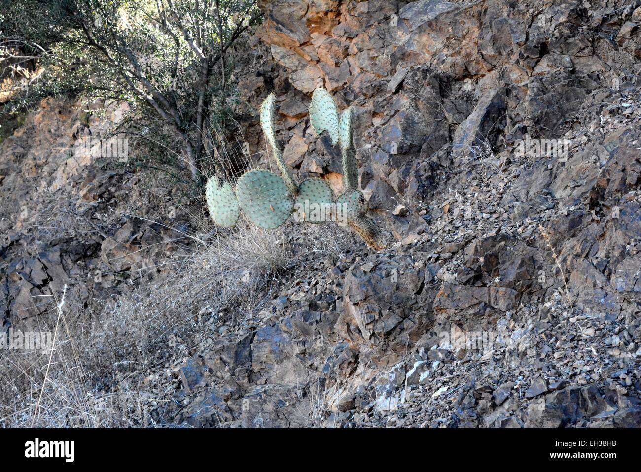 Prickly pear cactus arizona hi-res stock photography and images - Alamy