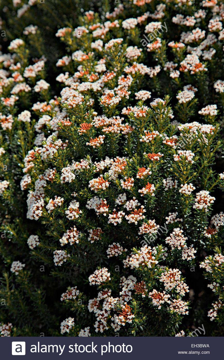 Ozothamnus Stock Photos & Ozothamnus Stock Images - Alamy