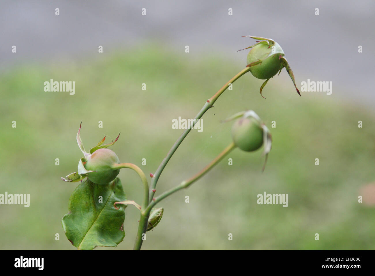 Rose seeds hi-res stock photography and images - Alamy