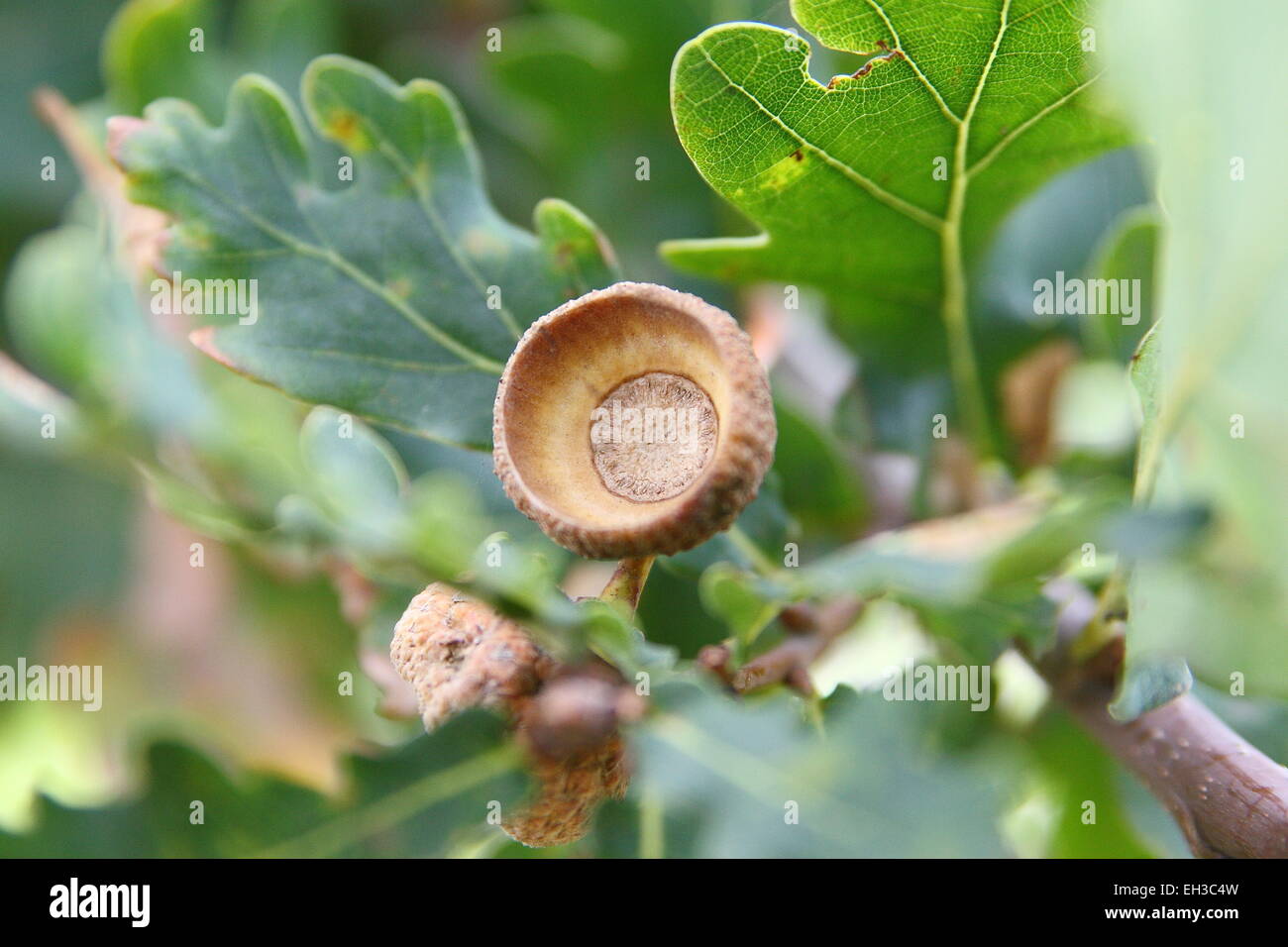Acorn cupule hi-res stock photography and images - Alamy