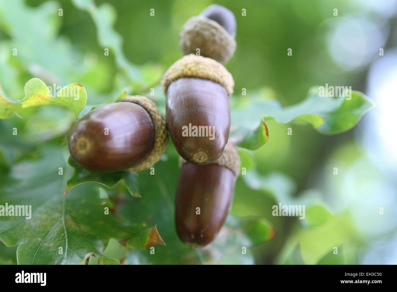 Acorns - English Oak Quercus robur on the tree with leafs in the ...