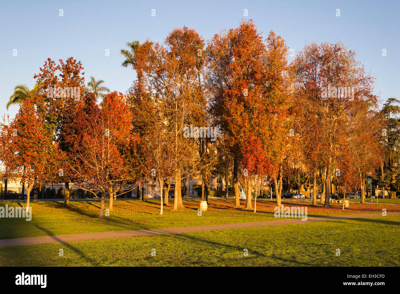 A group of colorful trees warmed by the rising Sun at Balboa Park. San ...