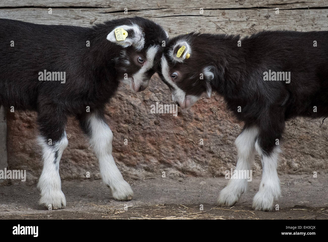 Hanover Zoo, Germany. 5th Mar, 2015. Two Thuringian goat kids frolic at ...
