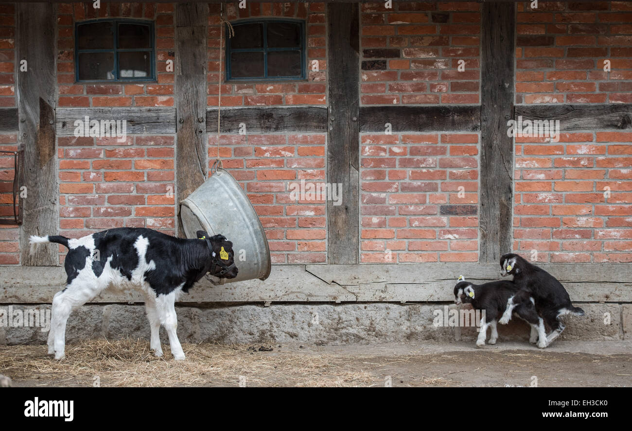 Hanover Zoo, Germany. 5th Mar, 2015. Two Thuringian goat kids (r ...
