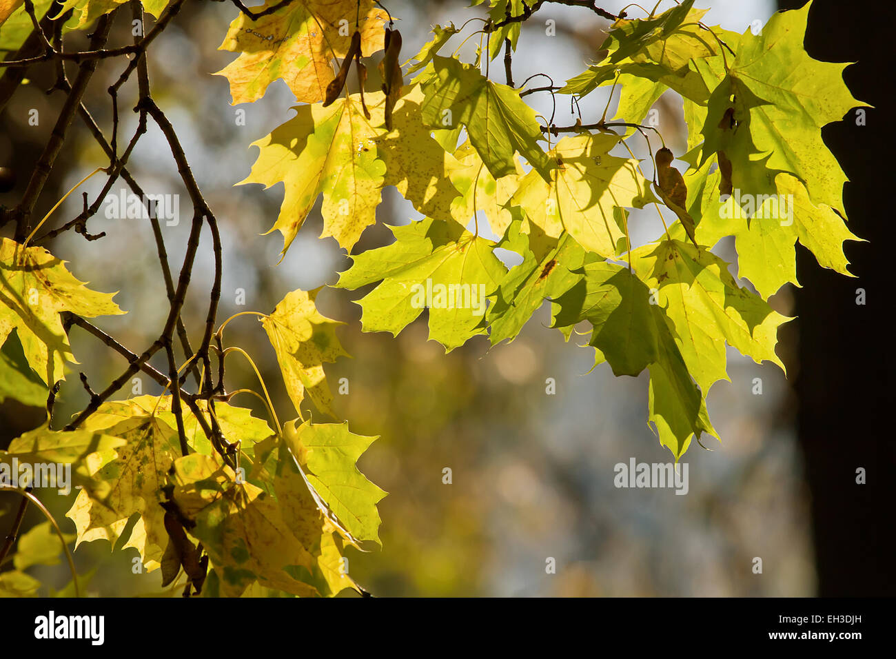 Cartoon red maple leaf hi-res stock photography and images - Alamy
