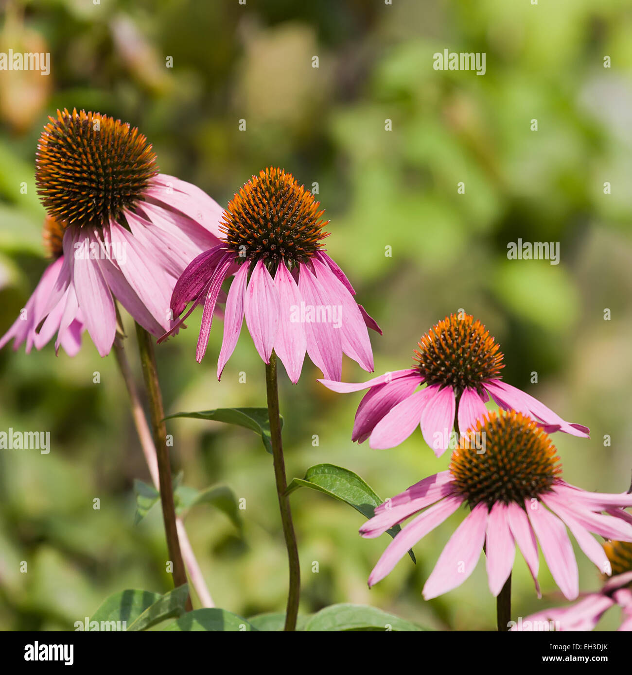 Close up of coneflower flowers or echinacea in the garden hi-res stock ...