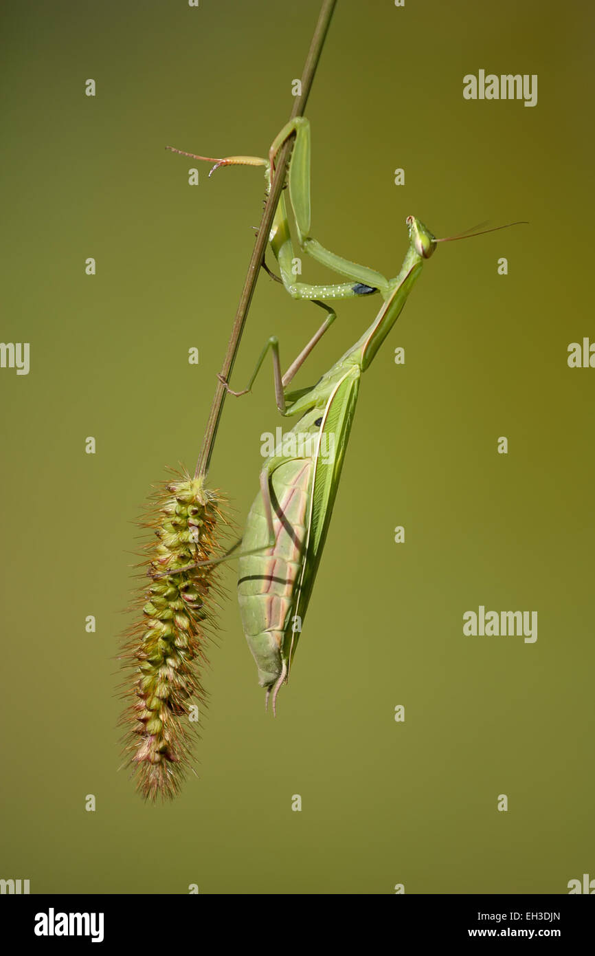 Mantis religiosa mantis religiosa hi-res stock photography and images ...