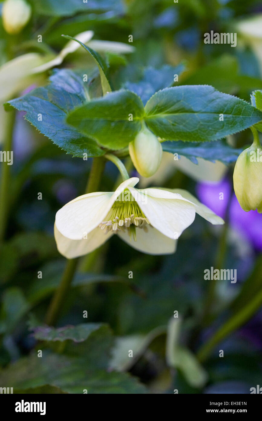 Pale yellow hellebore flowering in a woodland garden Stock Photo - Alamy