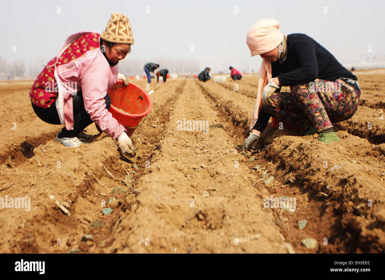 Yichun, China's Shandong Province. 6th Mar, 2015. Farmers plant potato ...