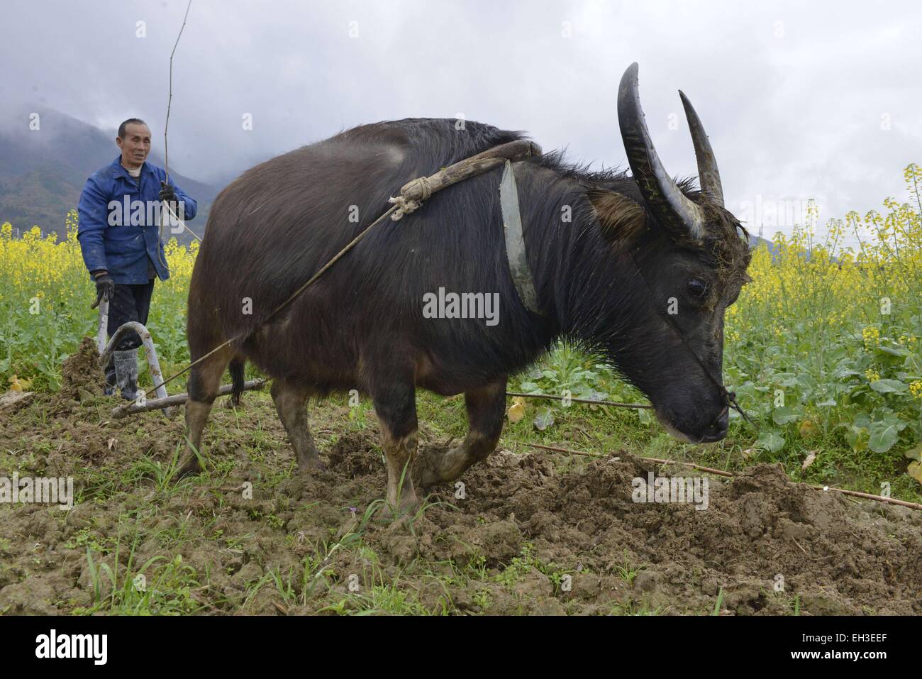 Rongjiang, China's Guizhou Province. 6th Mar, 2015. A farmer and his ...