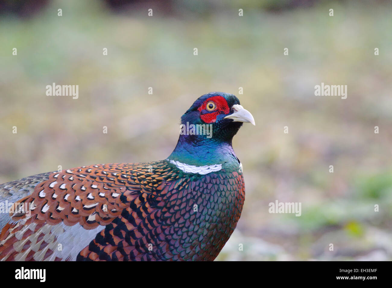 Male Pheasant showing plumage detail of SW Asian race Phasianus ...