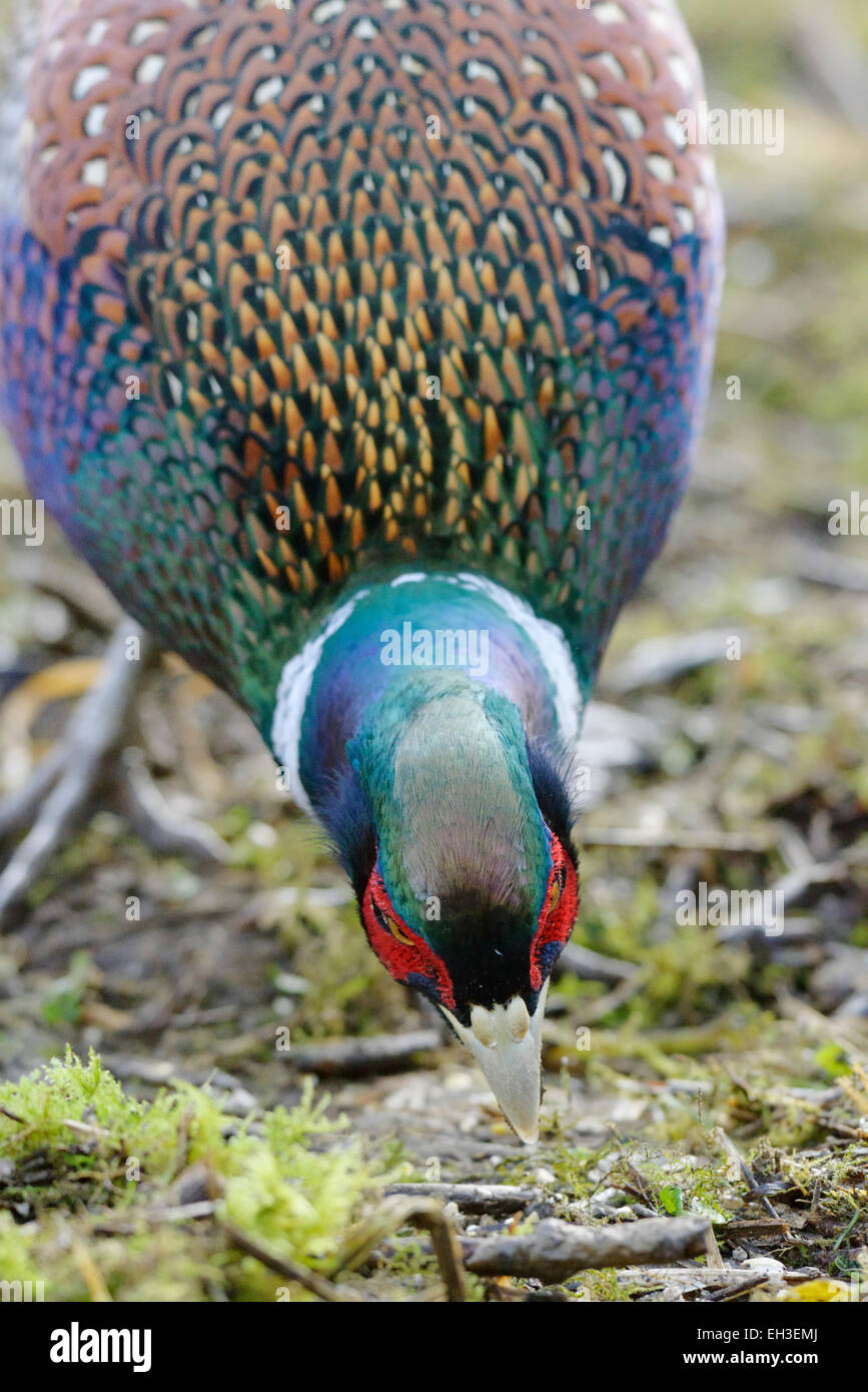 Close up of male Pheasant showing plumage detail of SW Asian race ...