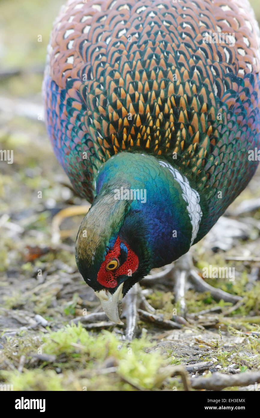 Close up of male Pheasant showing plumage detail of SW Asian race ...