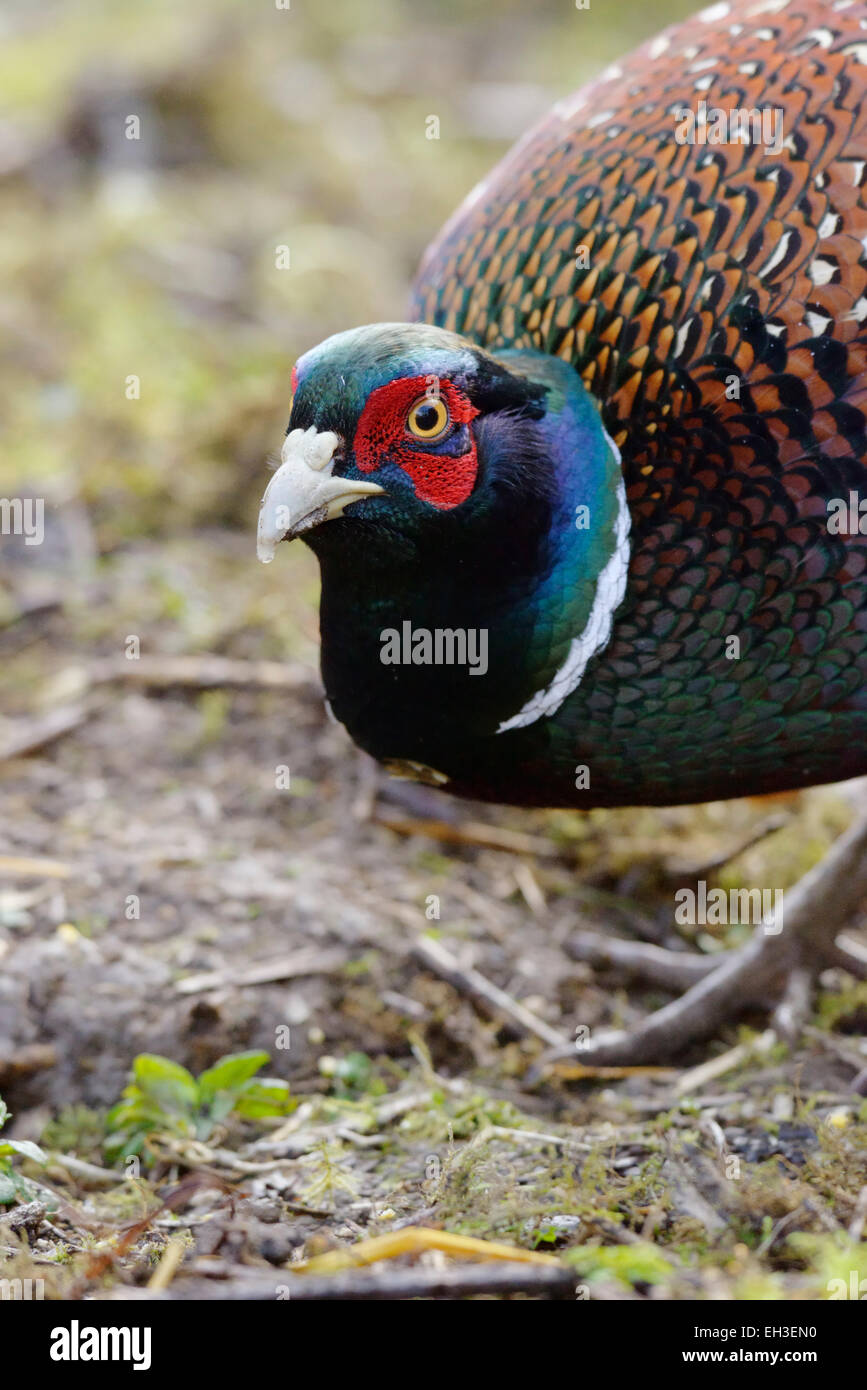 Close up of male Pheasant showing plumage detail of SW Asian race ...