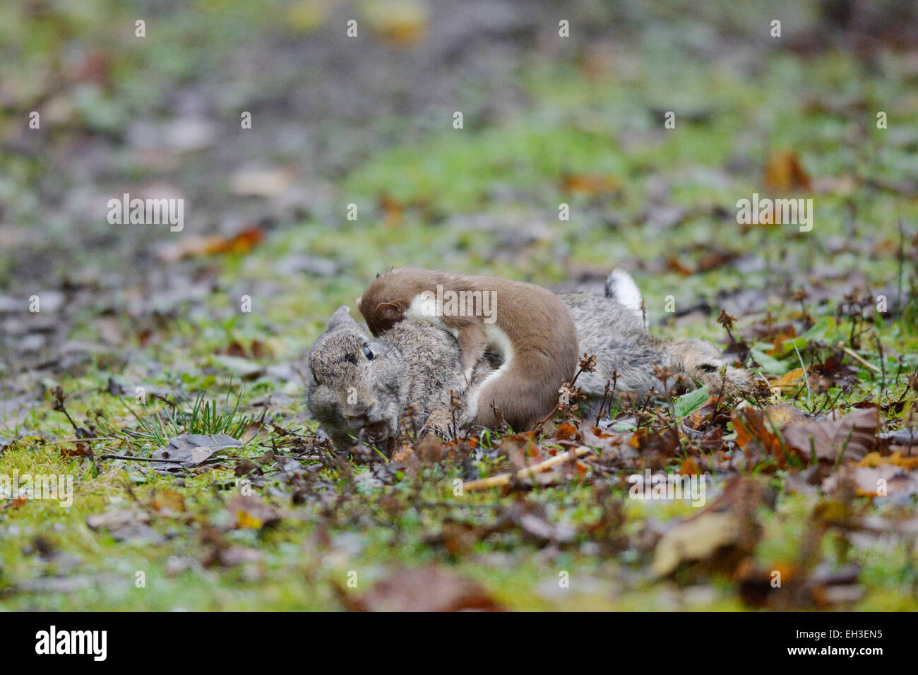 Dead Stoat High Resolution Stock Photography and Images - Alamy