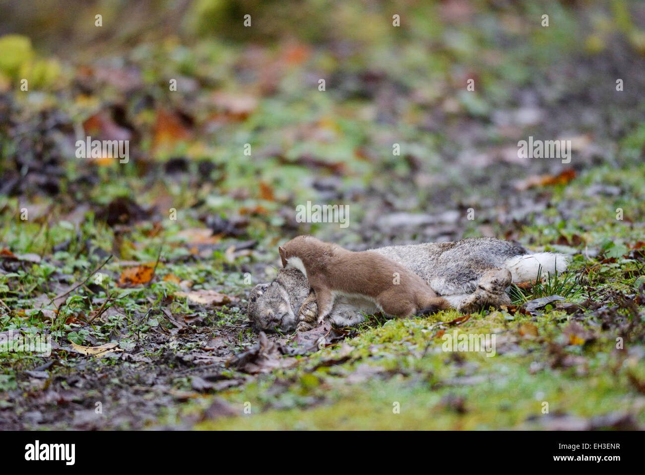 Killing animals for food hi-res stock photography and images - Alamy