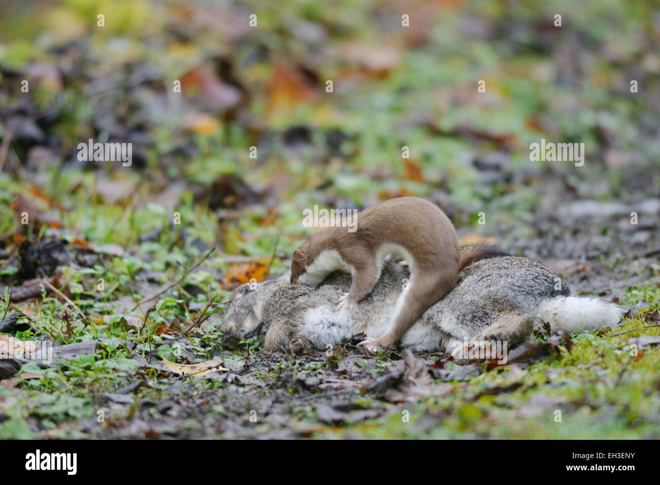 Stoat, Mustela erminea, attacking and killing a Rabbit for food with ...