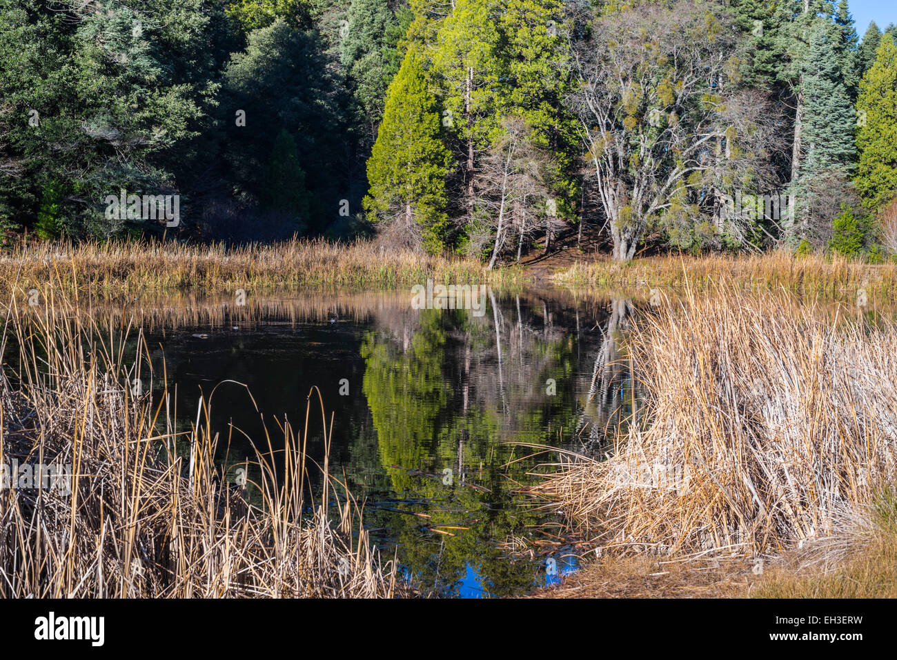 A variety of trees and reeds around Doane Pond. Palomar Mountain State ...