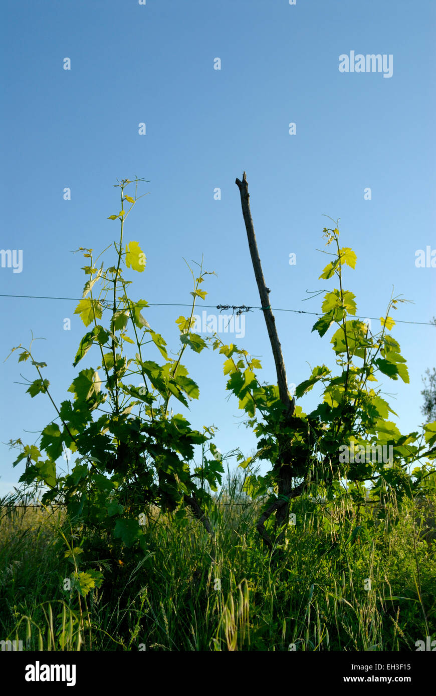 Young vine plants hi-res stock photography and images - Alamy