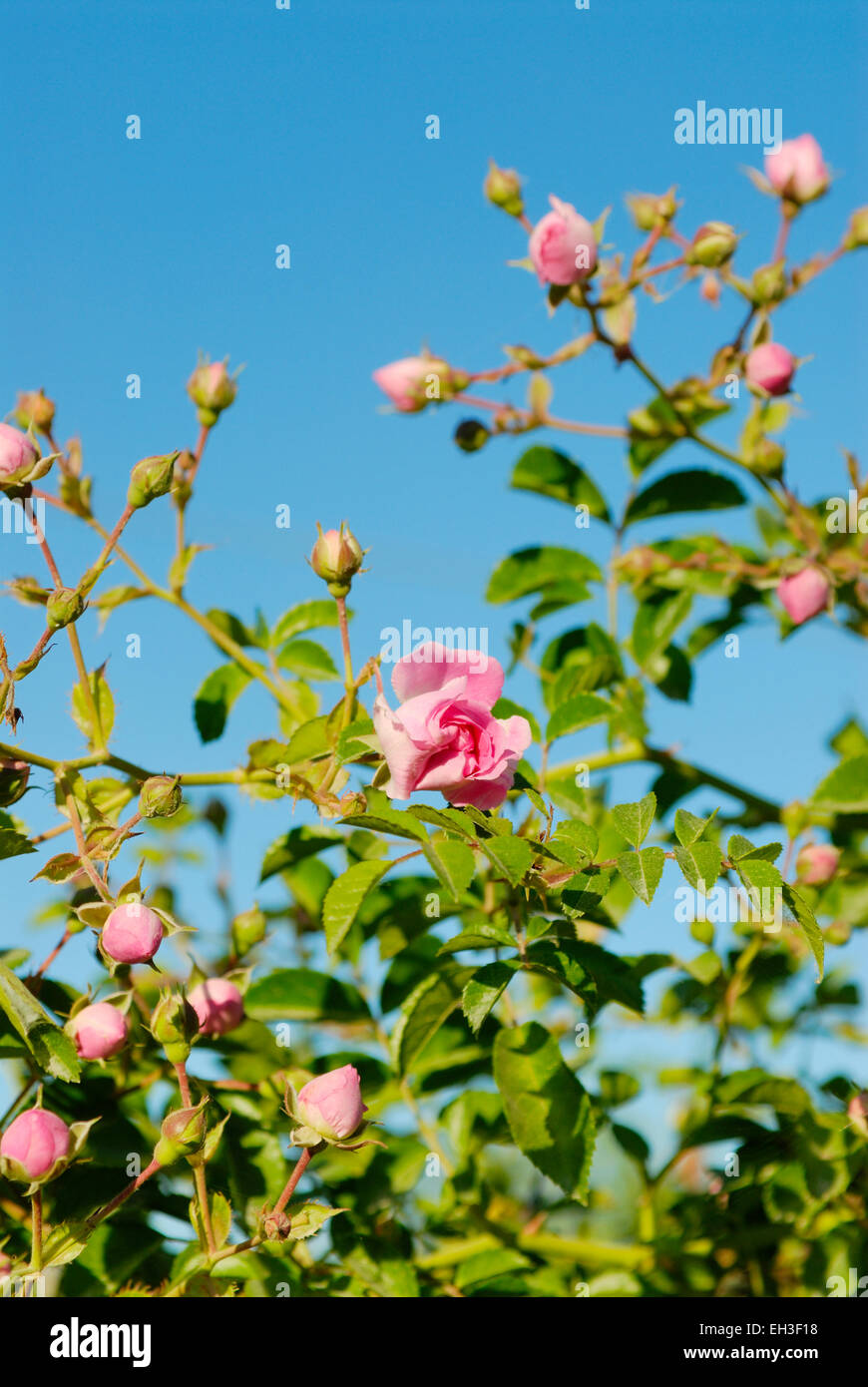 Pink rose bush in bloom, with buds, Tuscany, Italy Stock Photo - Alamy