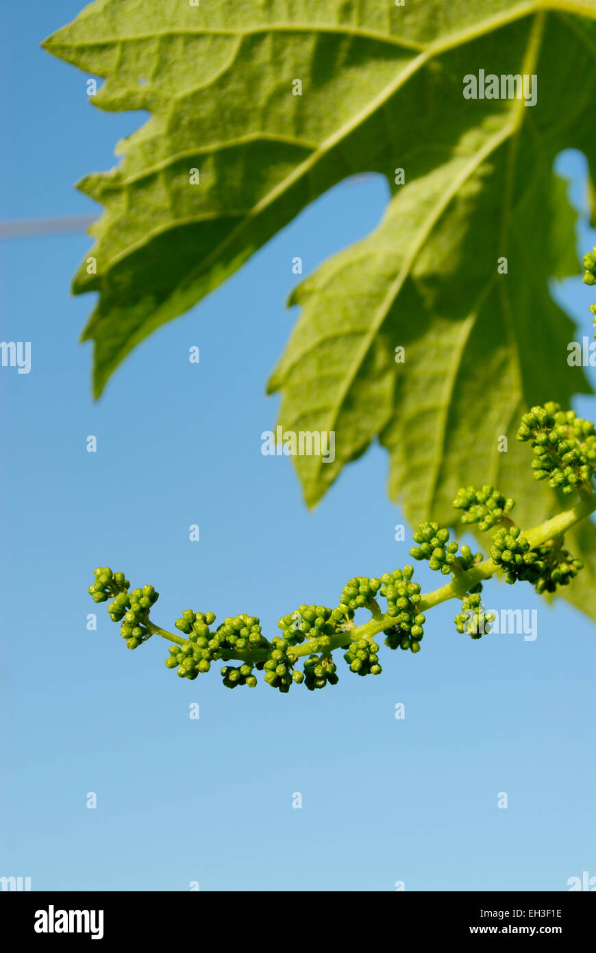 Buds cluster hi-res stock photography and images - Alamy