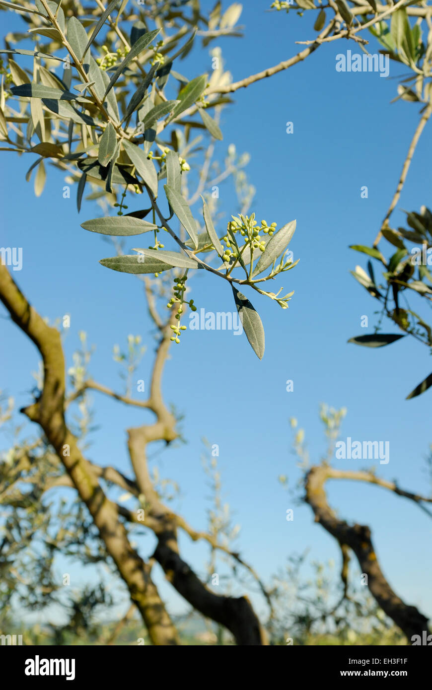 Olive buds on a olive tree in early spring, Tuscany, Italy Stock Photo ...
