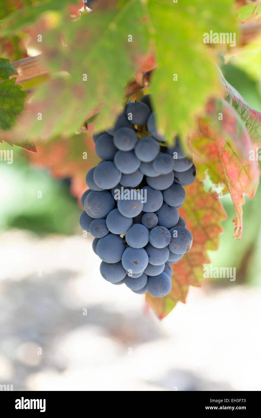 Vranac montenegro hi-res stock photography and images - Alamy