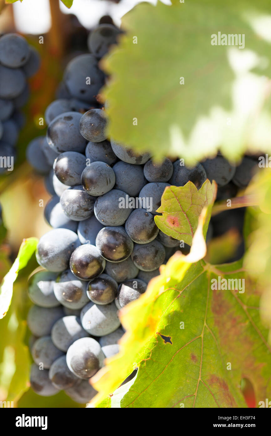 Grapes : Vranac. Montenegro Stock Photo - Alamy