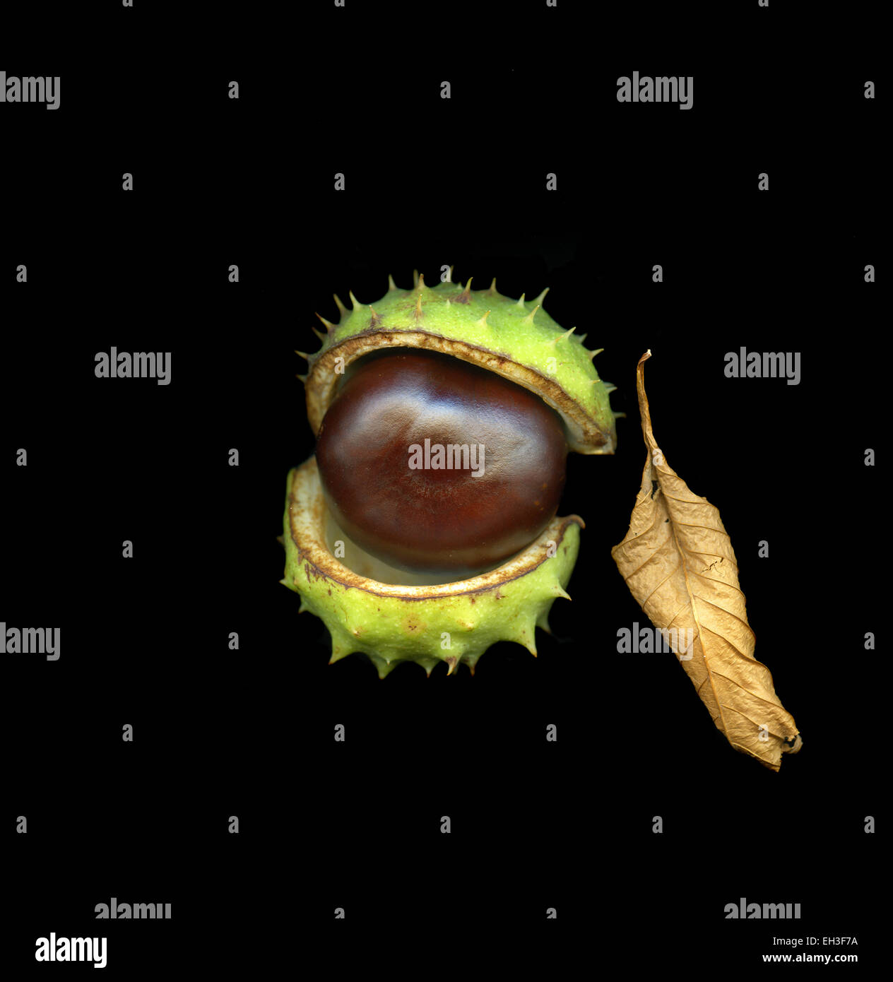 Ripe single chestnut and leaf isolated on black background Stock Photo ...