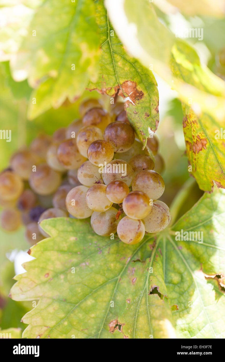 Grapes : Fernao Pires (aka Maria Gomes). Portugal Stock Photo - Alamy